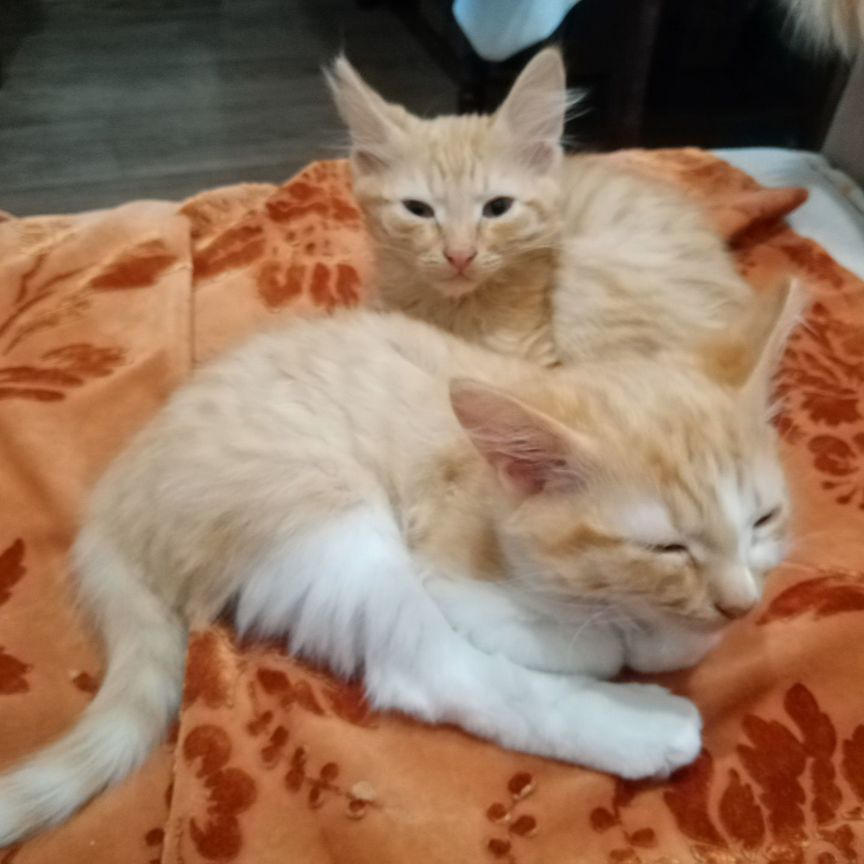 Отдам рыжих котят в добрые руки