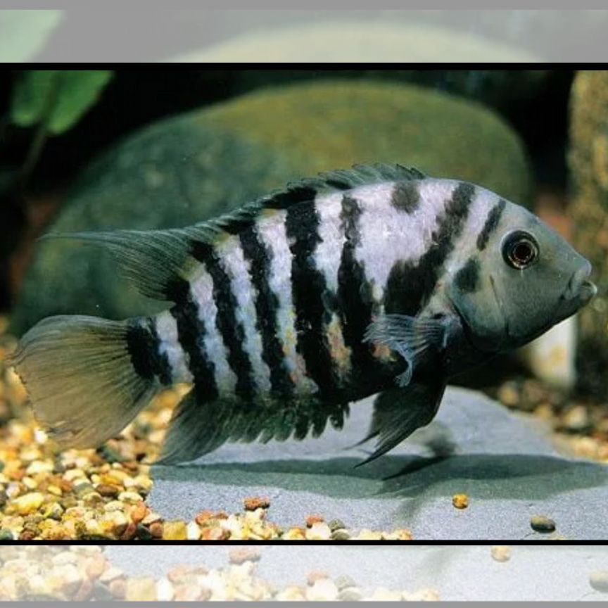 Чернолосая цихлида