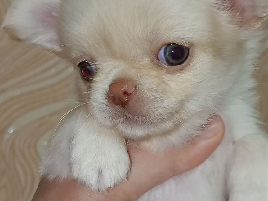 Щенки чихуахуа мини