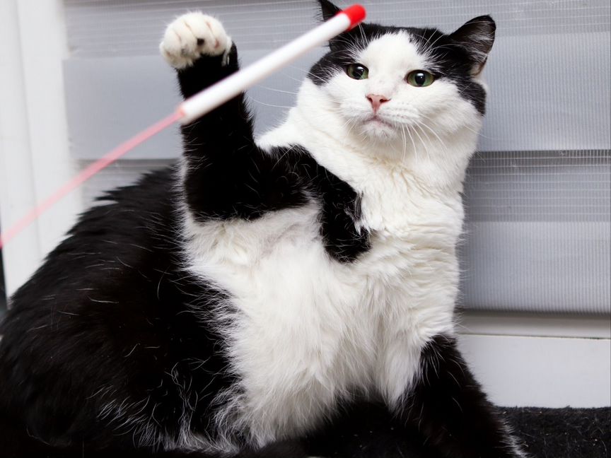 Черно-белая кошка Краля в дар