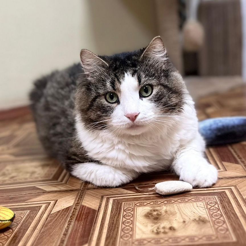 Котик из Ботанического сада ищет дом