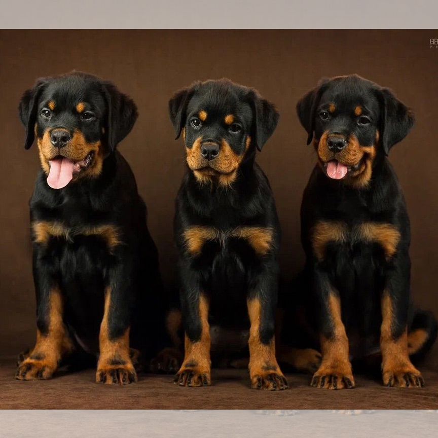 Ротвейлер, щенок