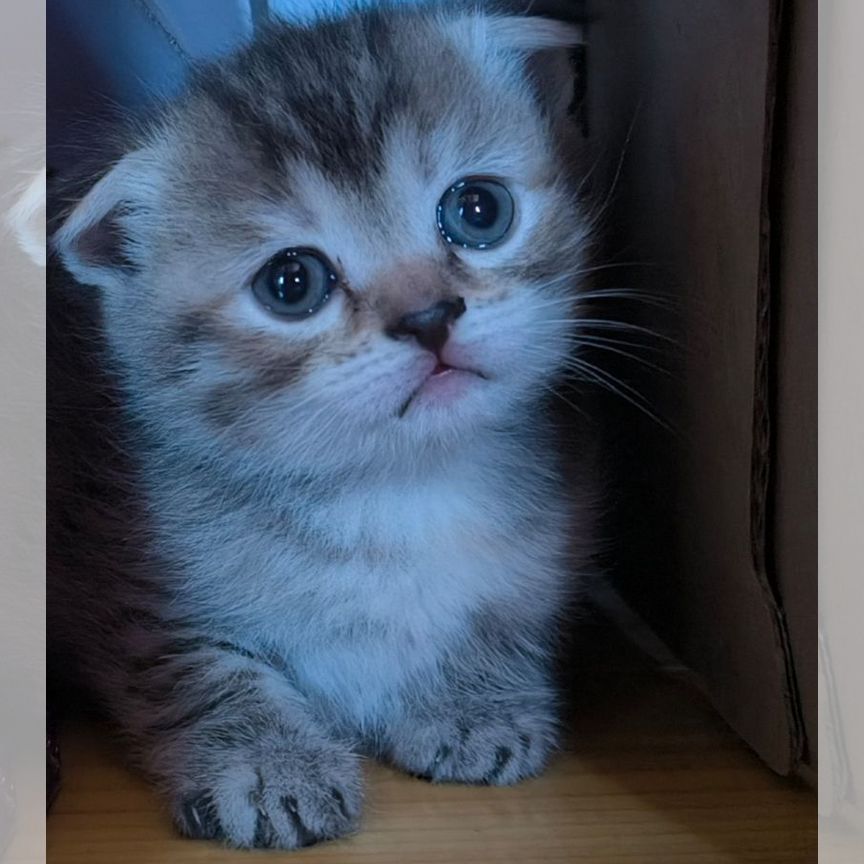 Шотландский вислоухий длинношёрстный котёнок