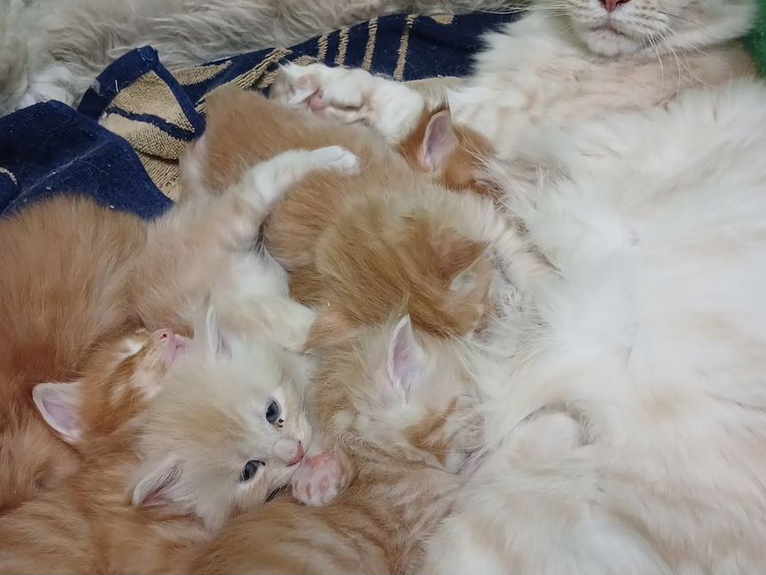 Котята мейн-кун