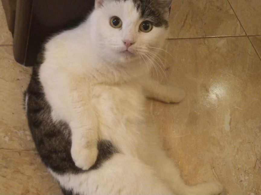 Гипер ласковая кошка Масяня