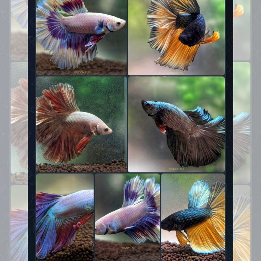 Аквариумные рыбки петушки халфмуны