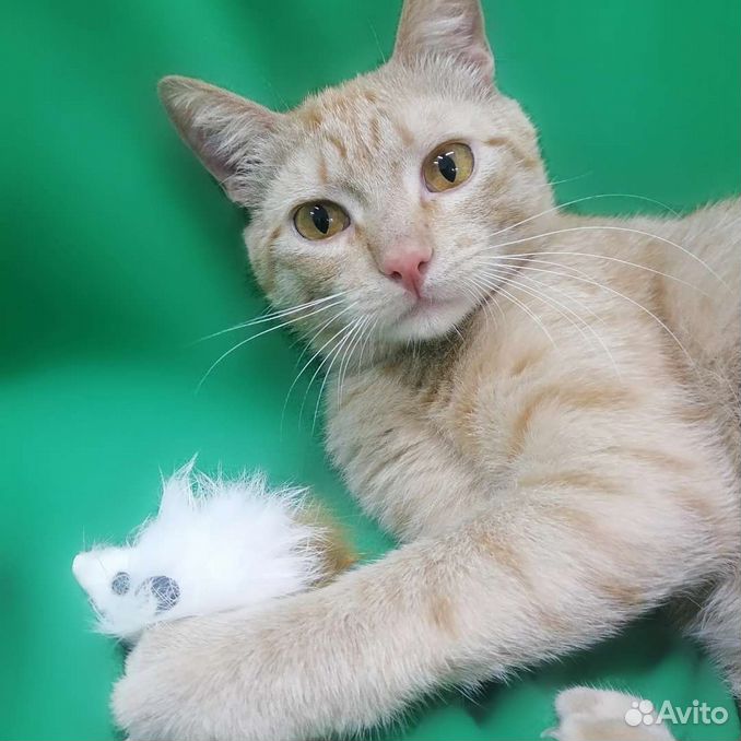 Кот Фокс