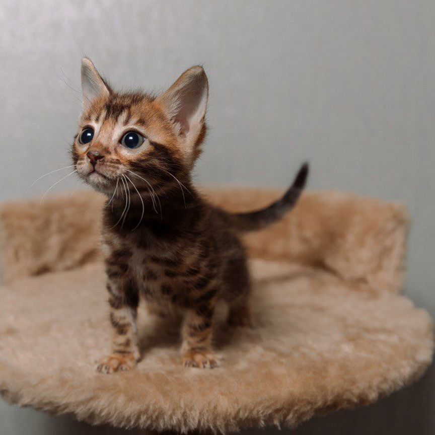 Котята шоу класса