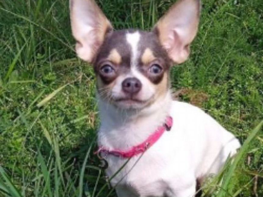 Вязка чихуа