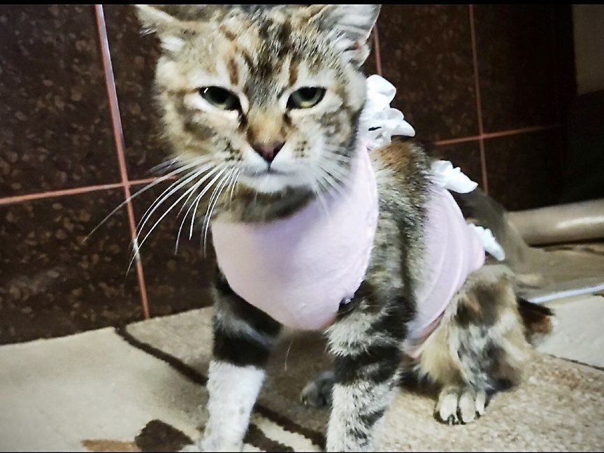 Кошка в дар бесплатно