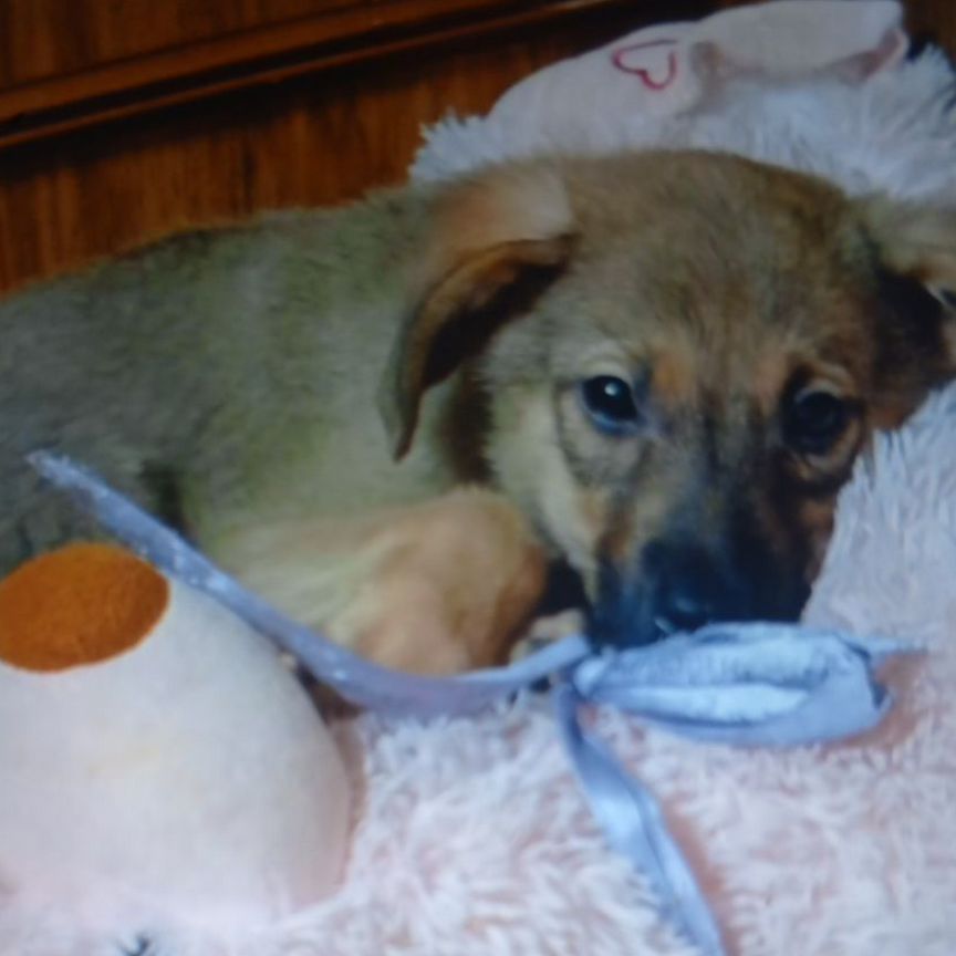 Щенок в добрые руки