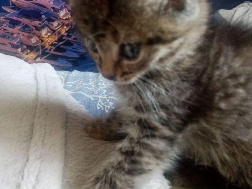 Кошки