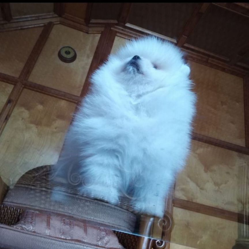 Щенки Шпица