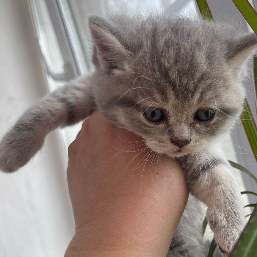 Британский короткошёрстный котёнок
