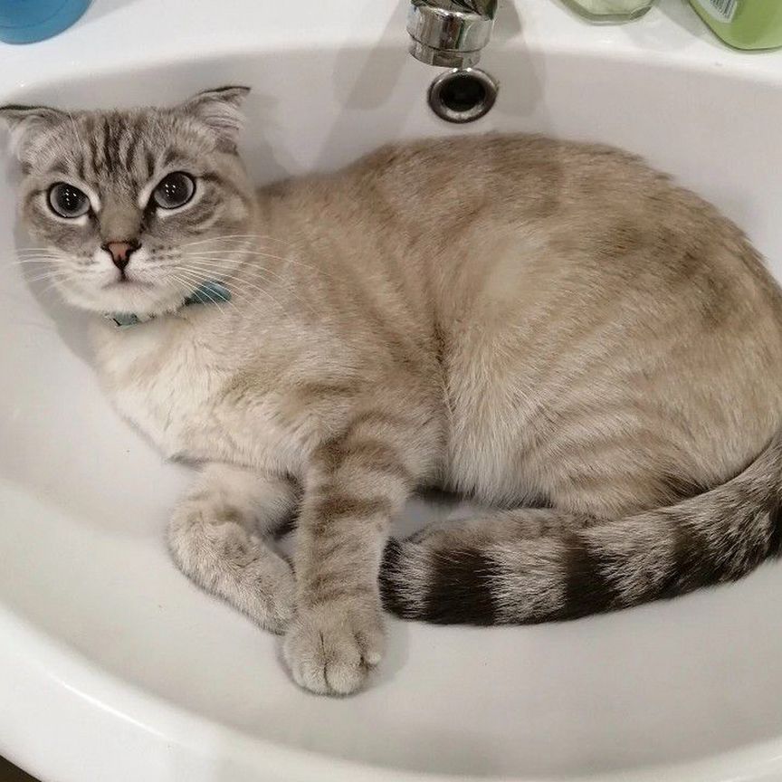 Кошечка в добрые руки