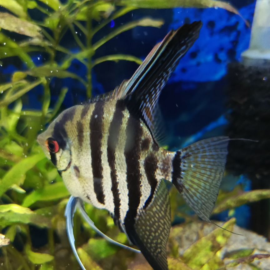 Скалярии пара