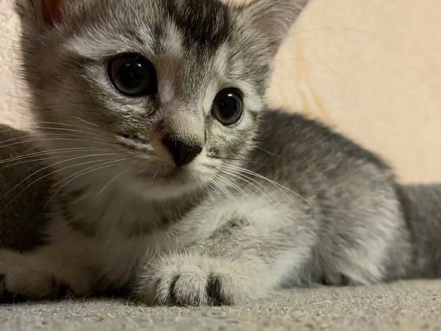Абиссинские котята