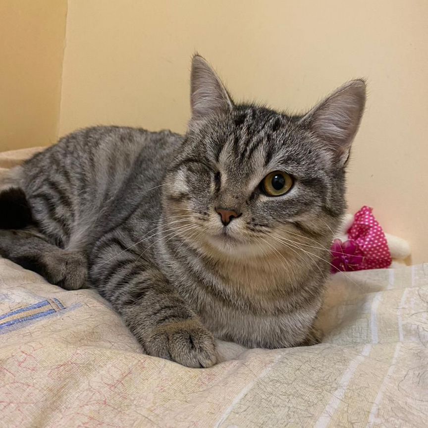 Котенок инвалидик ищет дом