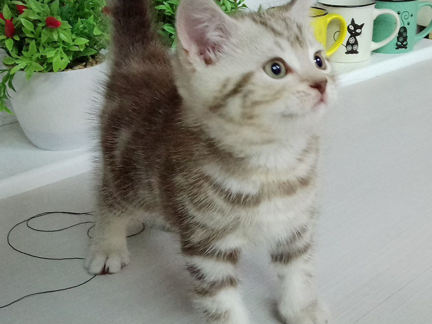 Шотландский котик " бобо"