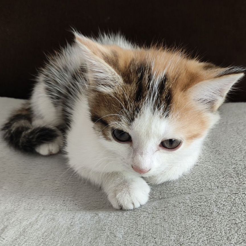 Сибирский котёнок