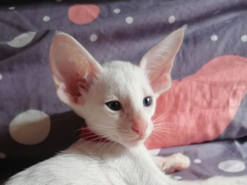 Белая принцесса ориентальная