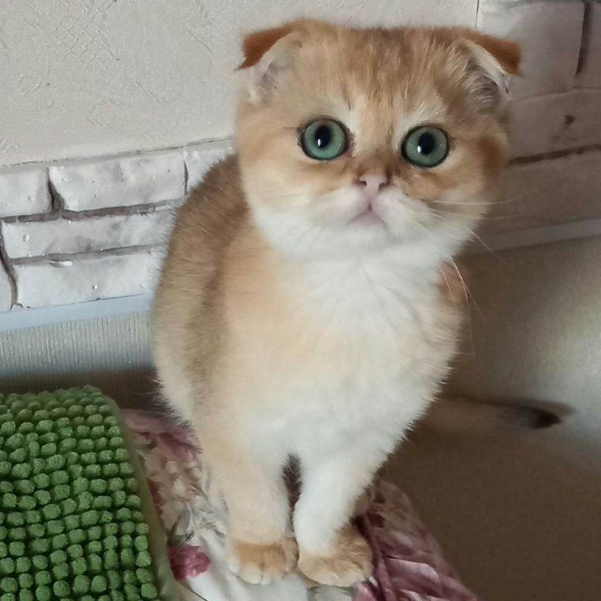 Шотландский вислоухий короткошёрстный котёнок