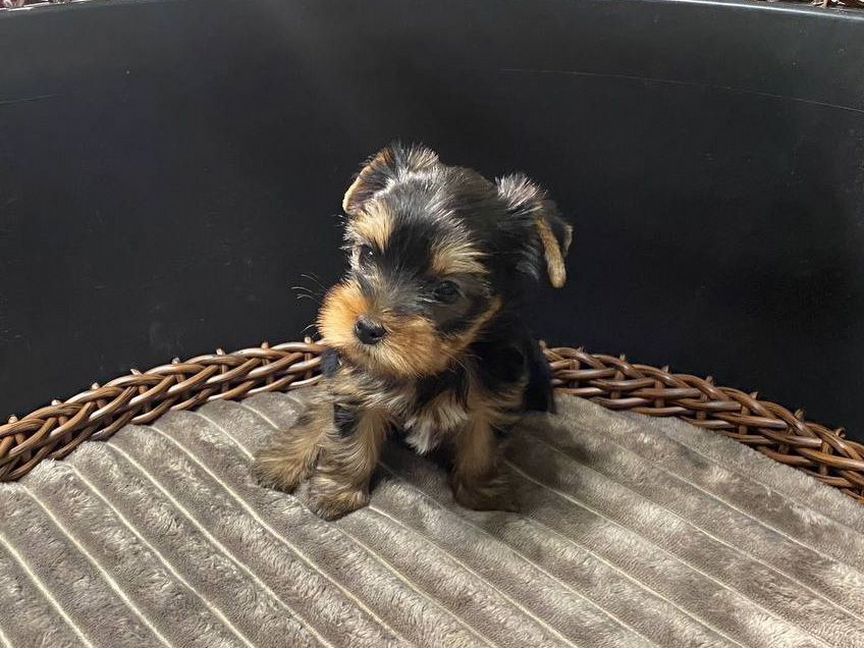 Йоркомальчики