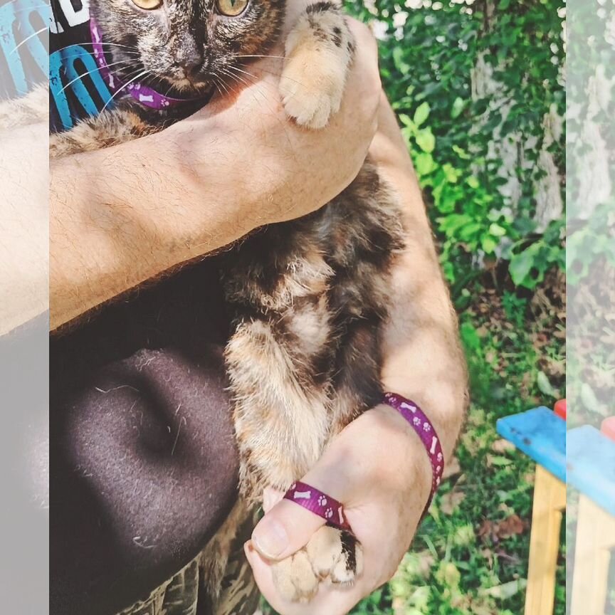 Кошечка в добрые руки