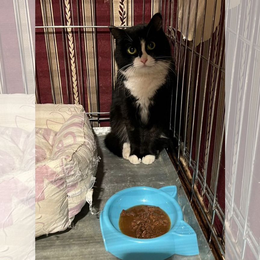 Взрослая кошка в добрые руки