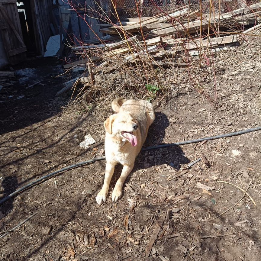 Взрослая собака в добрые руки