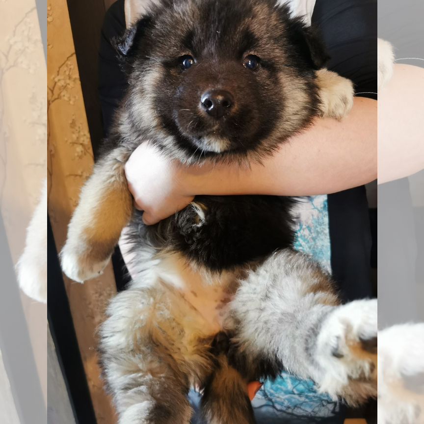 Сибирский хаски, щенок