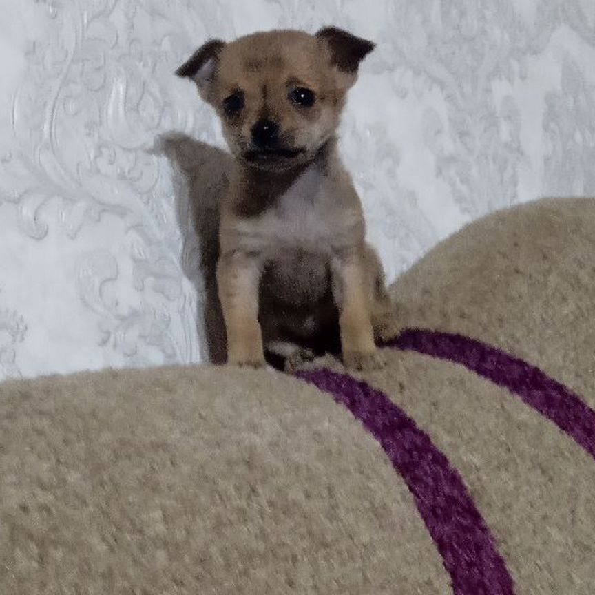 Русский той-терьер, щенок