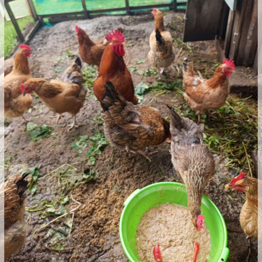 Продам кур породы Кучинская юбилейная