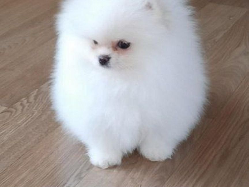 Щенки шпица в добрые руки