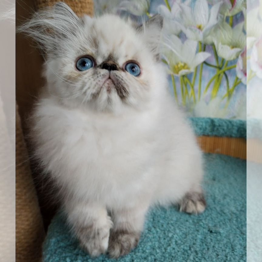 Персидский котёнок