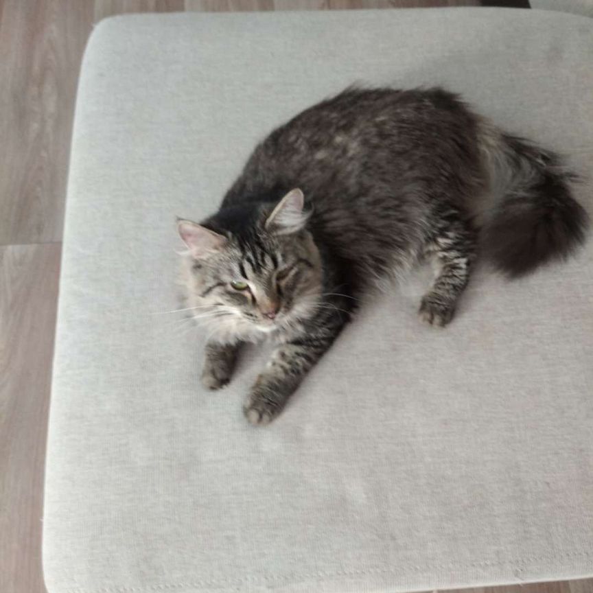 Кошка в дар бесплатно