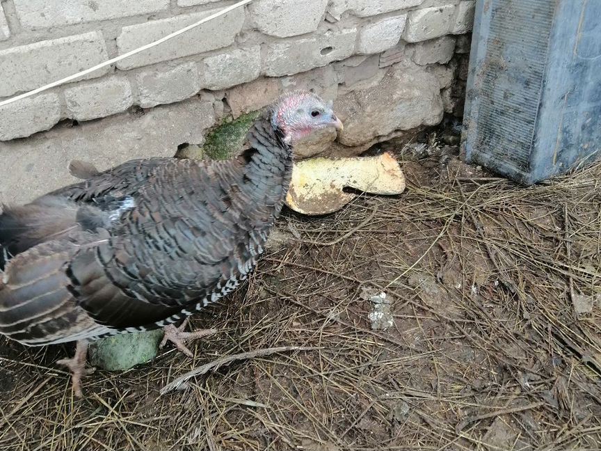 Индюшки помесные