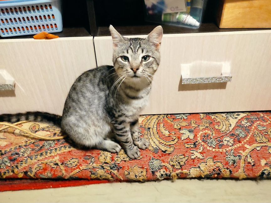 Найден котик