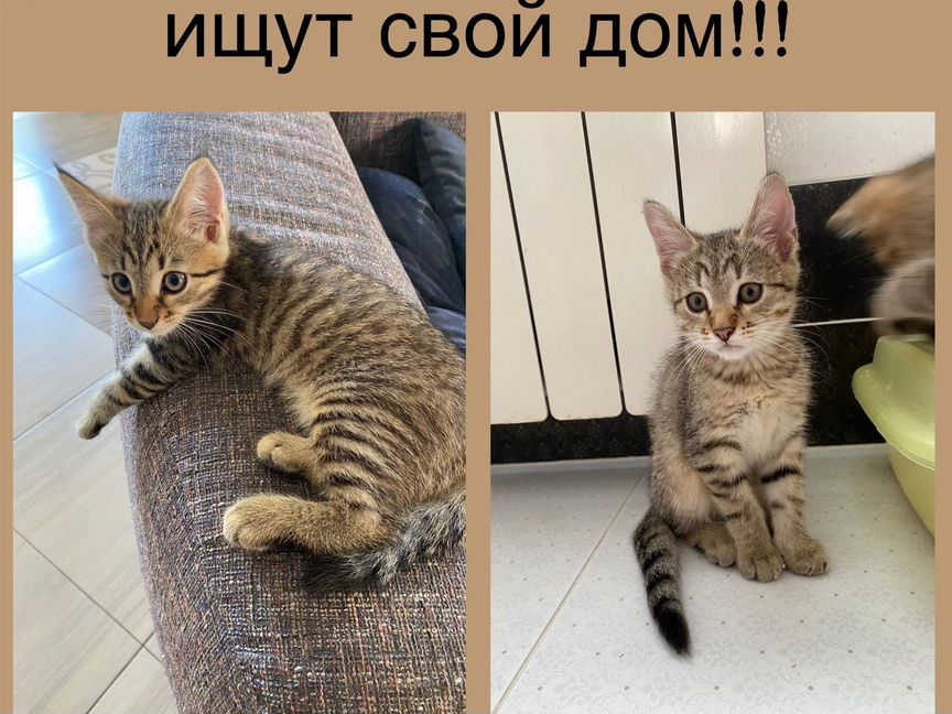 Котята в добрые руки