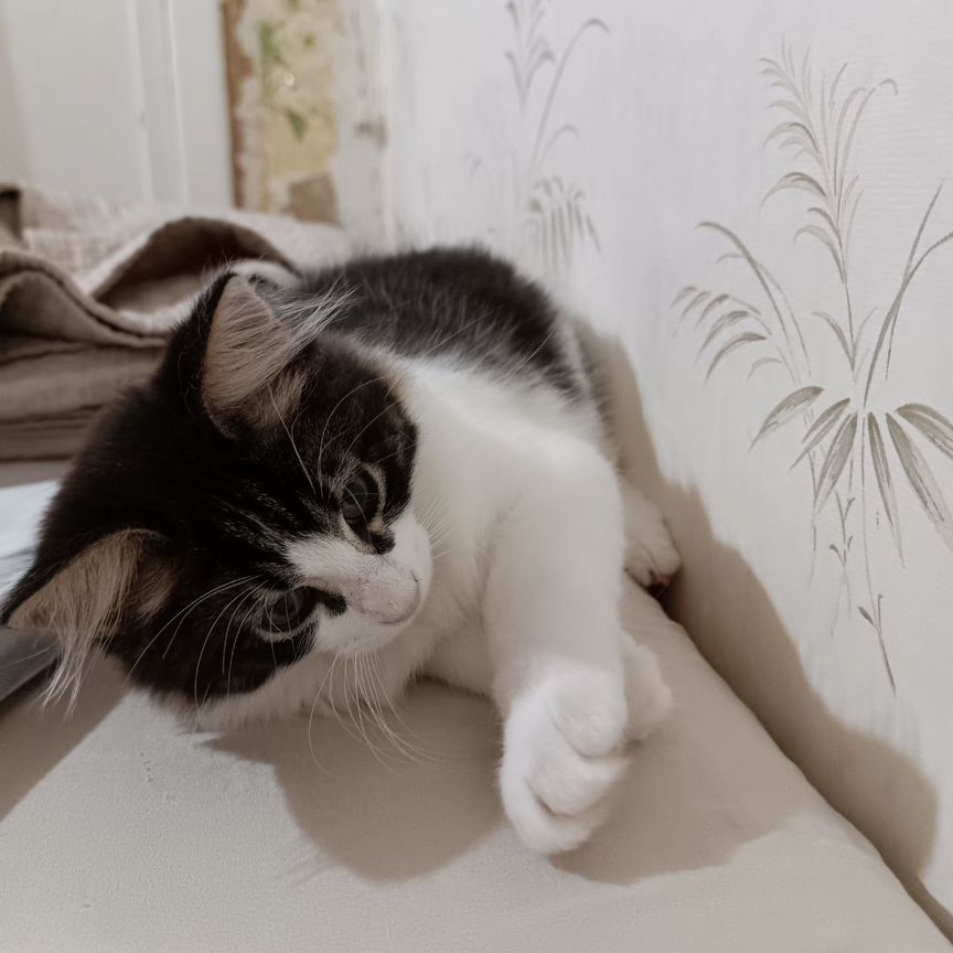 Котëнок мальчик