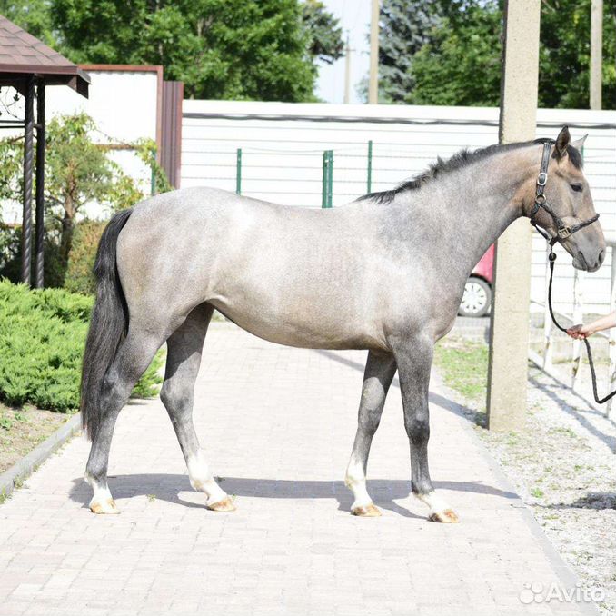 Лошади под любителя