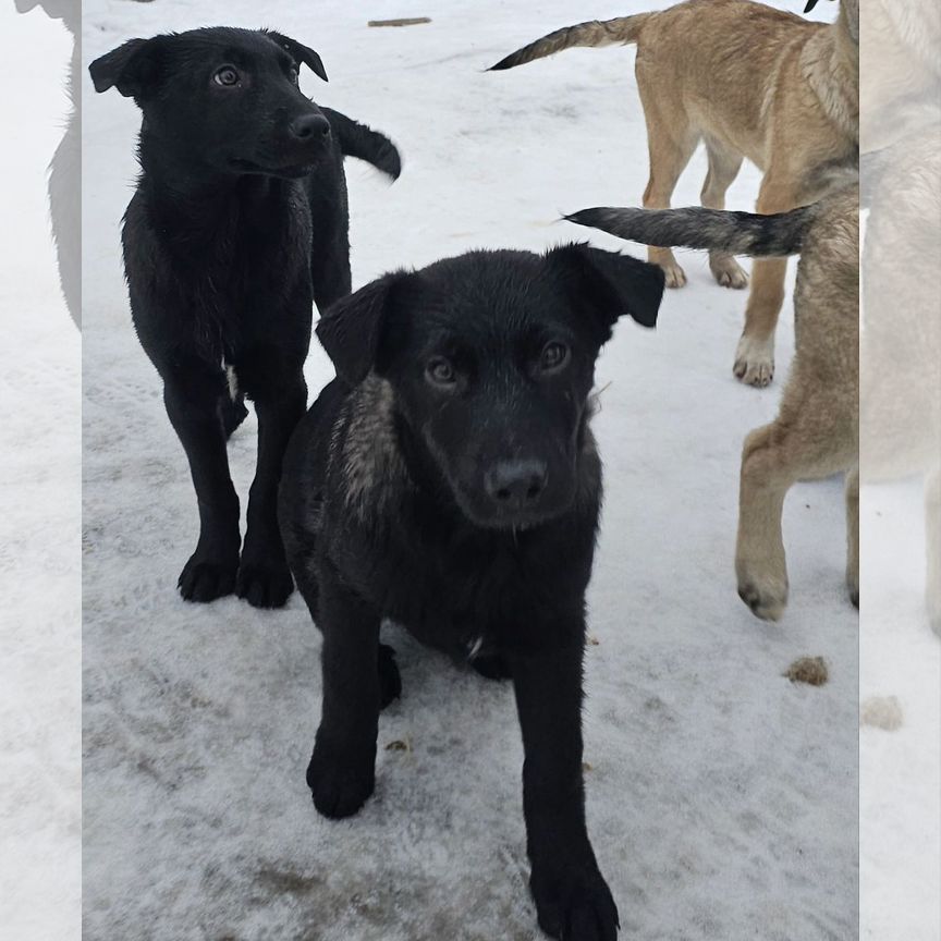 Щенок в добрые руки в дар