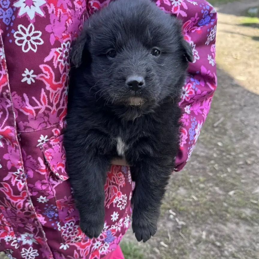 Русско-европейская лайка, щенок