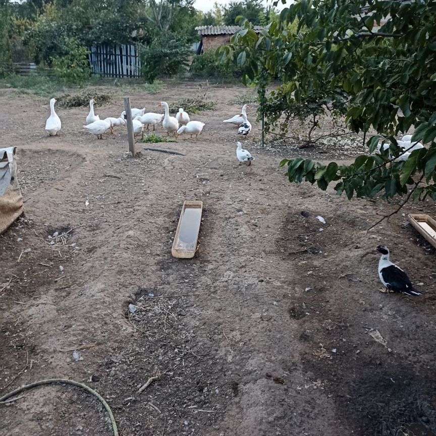 Гуси и шипуны