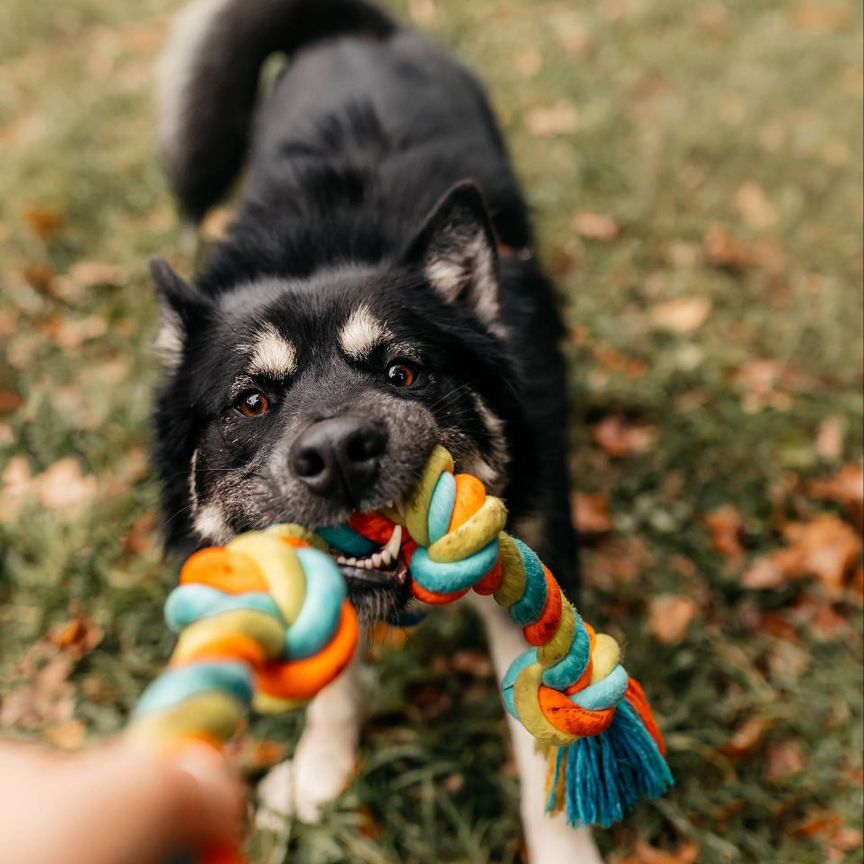 Взрослая собака в добрые руки