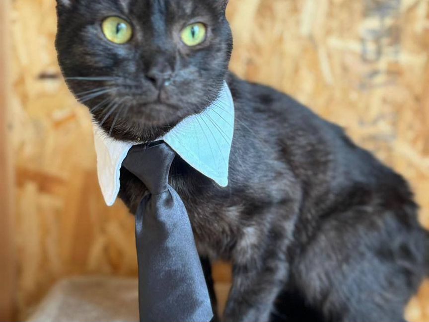 Кошка в семью