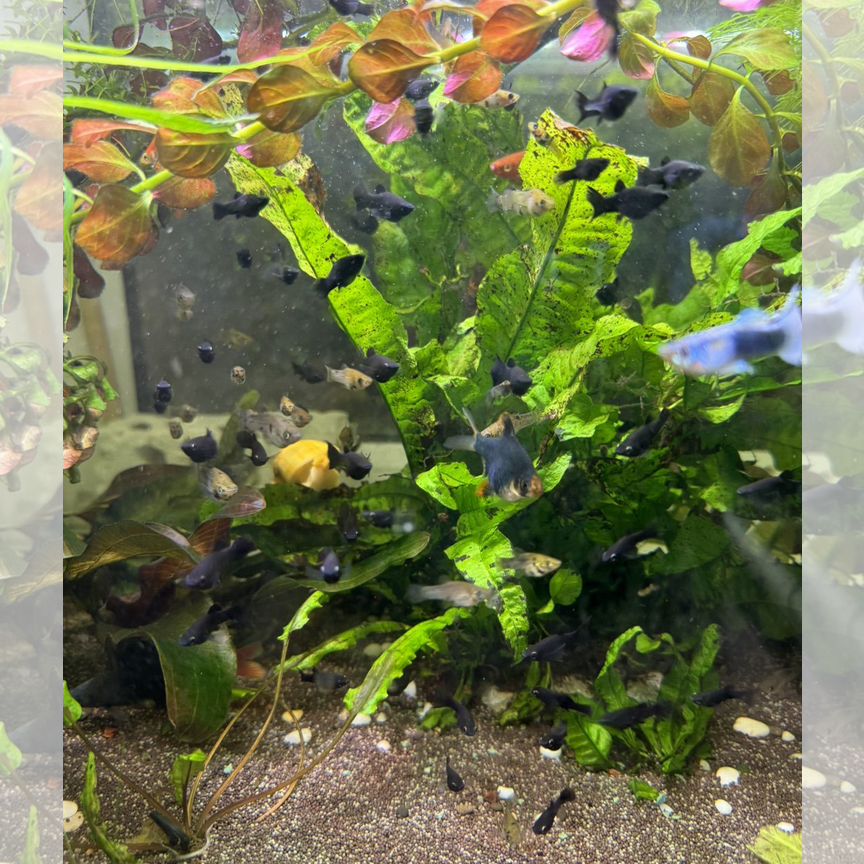 Акаариумные рыбки молинезии