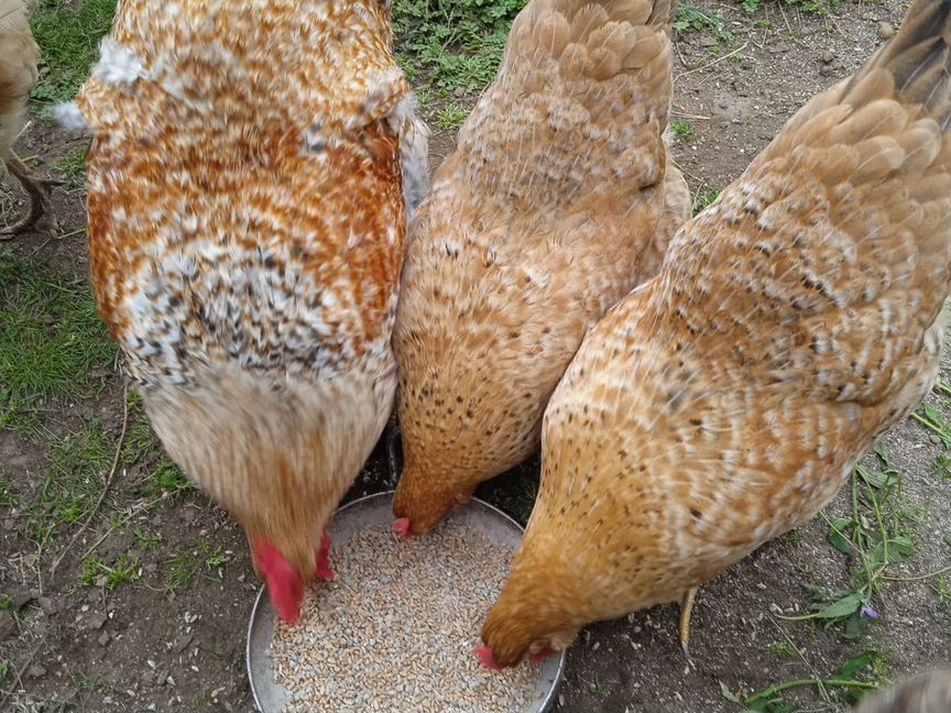 Белефельдер инкубационное яйцо