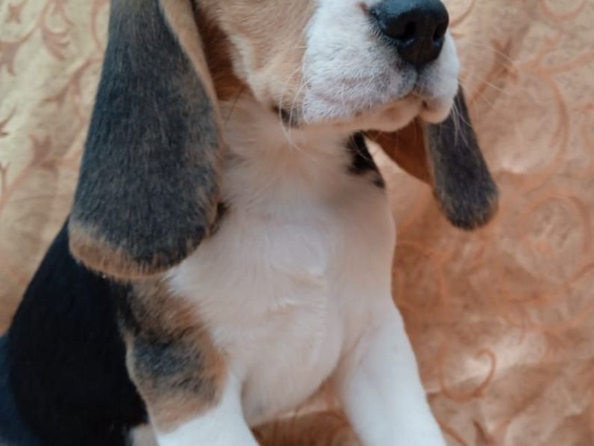 Бигль щенки с документами (метрика,клеймо)