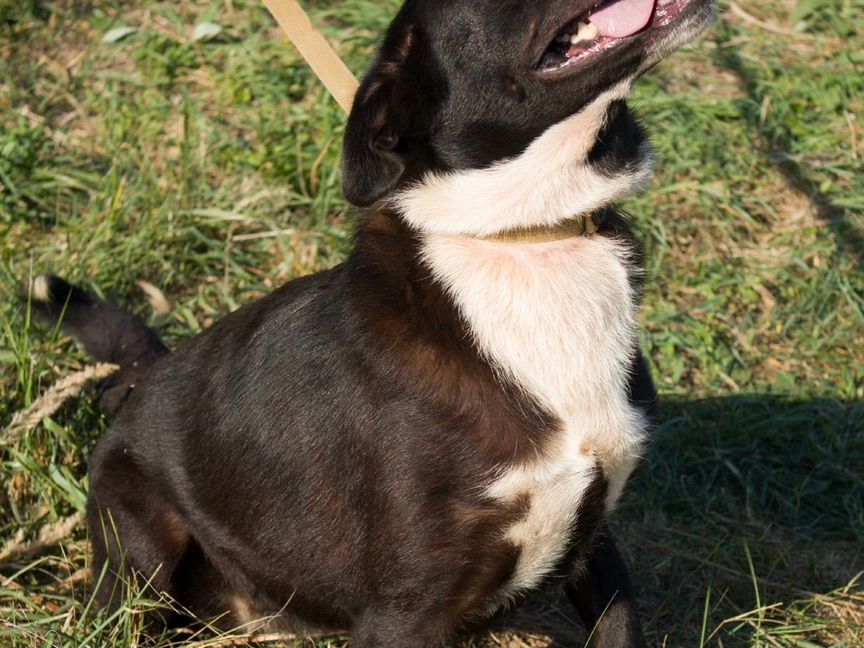 Собака в добрые руки